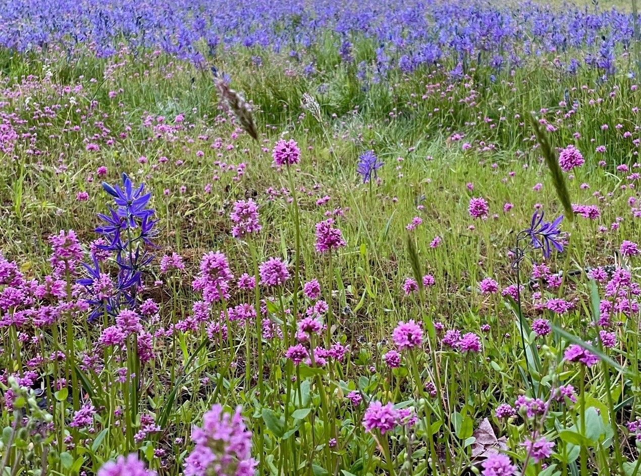 Planting a Native Garden - Resilient Coasts for Salmon