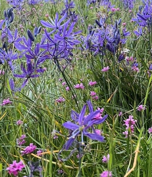 Planting a Native Garden - Resilient Coasts for Salmon