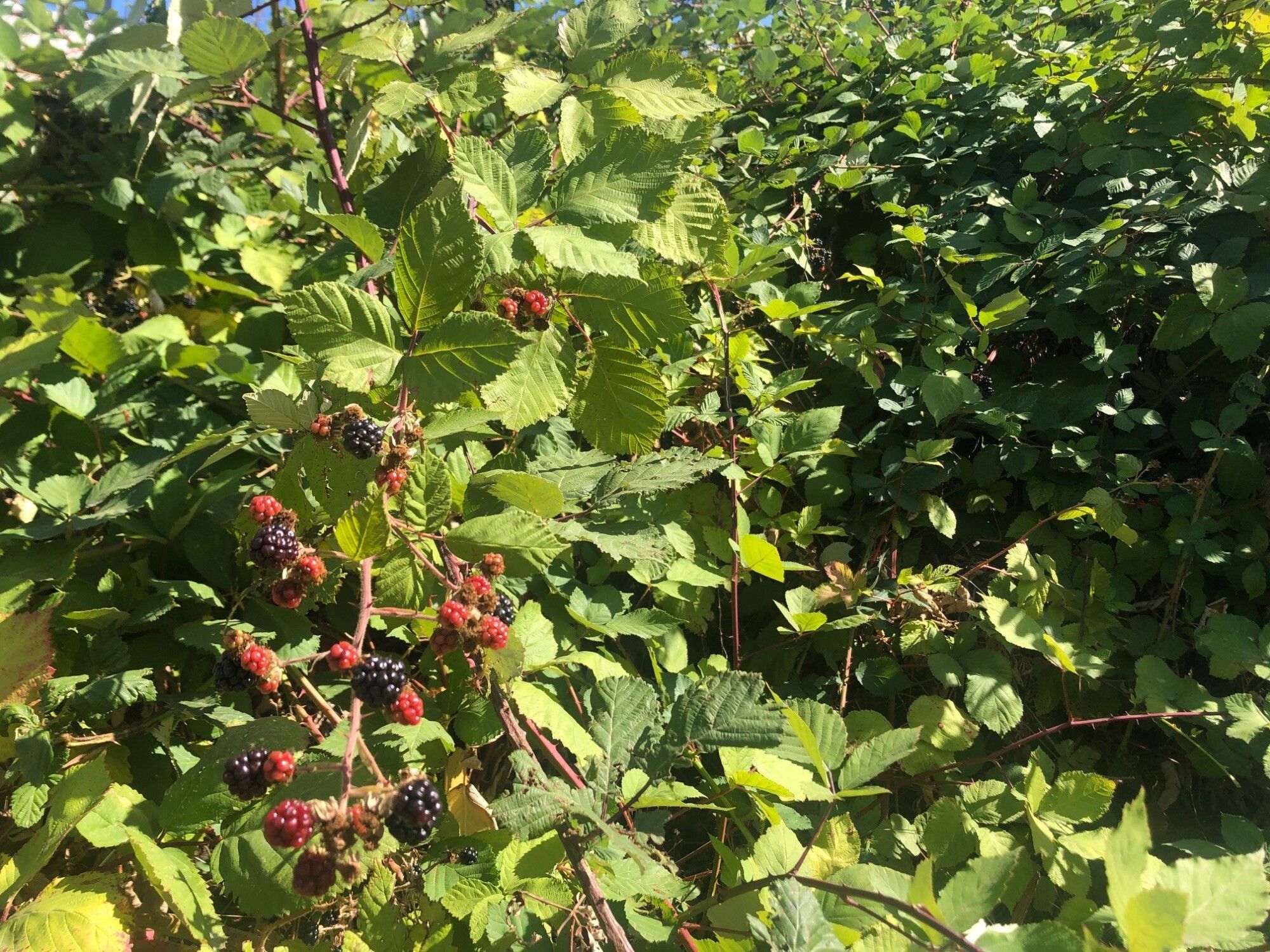 Planting a Native Garden - Resilient Coasts for Salmon