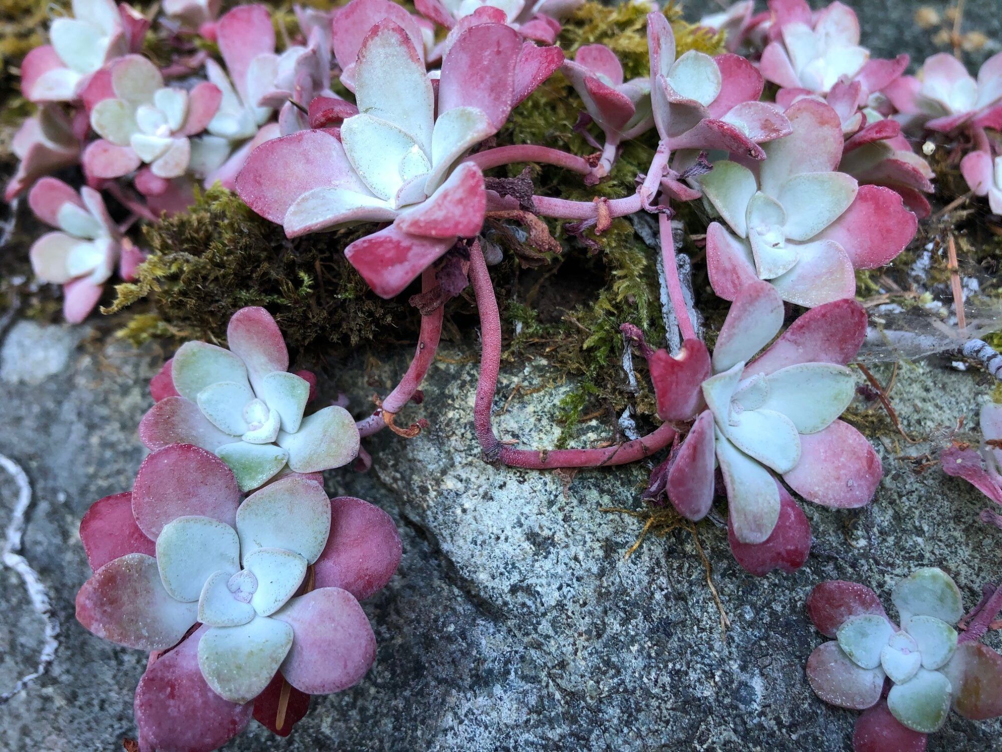 Planting a Native Garden - Resilient Coasts for Salmon