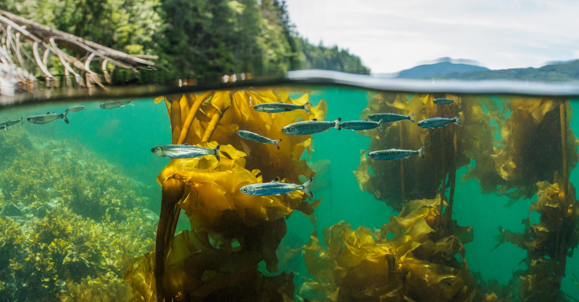Resilient Coasts for SalmonNature-based Solutions for Climate Change ...