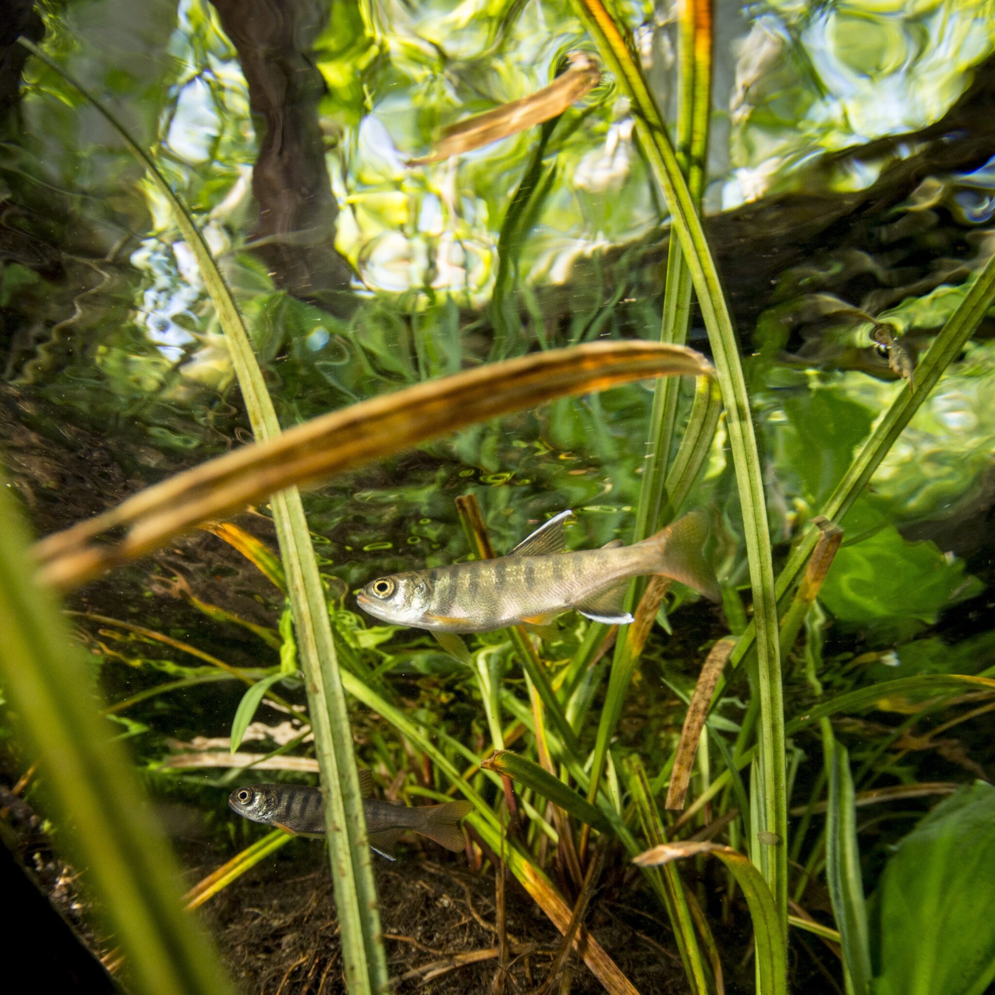 Plant a Rain Garden - Resilient Coasts for Salmon